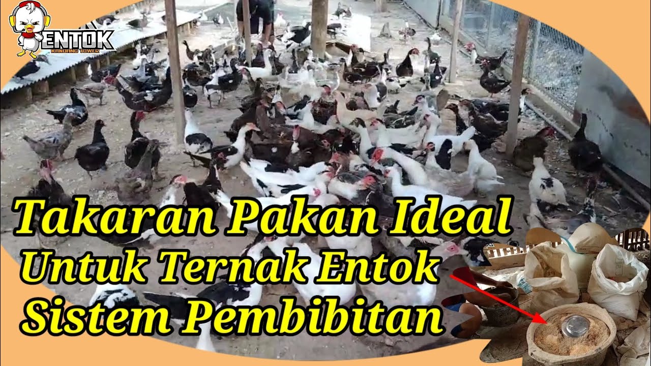 Takaran Pakan Entok Ideal Yang Bikin Sehat Dan Tidak Boros Biaya. - YouTube