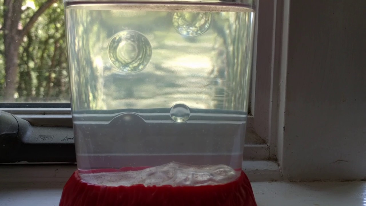 Sea monkeys hatched - YouTube