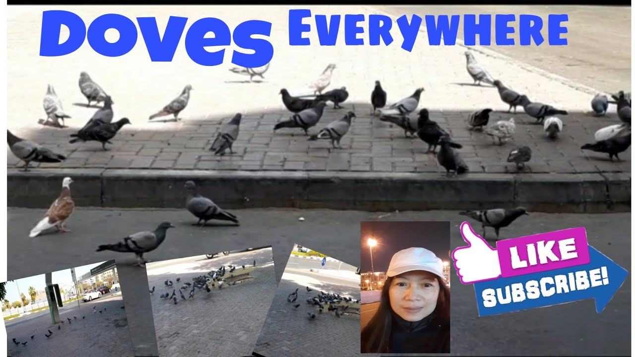 Doves In Dubai/JOY NGM - YouTube