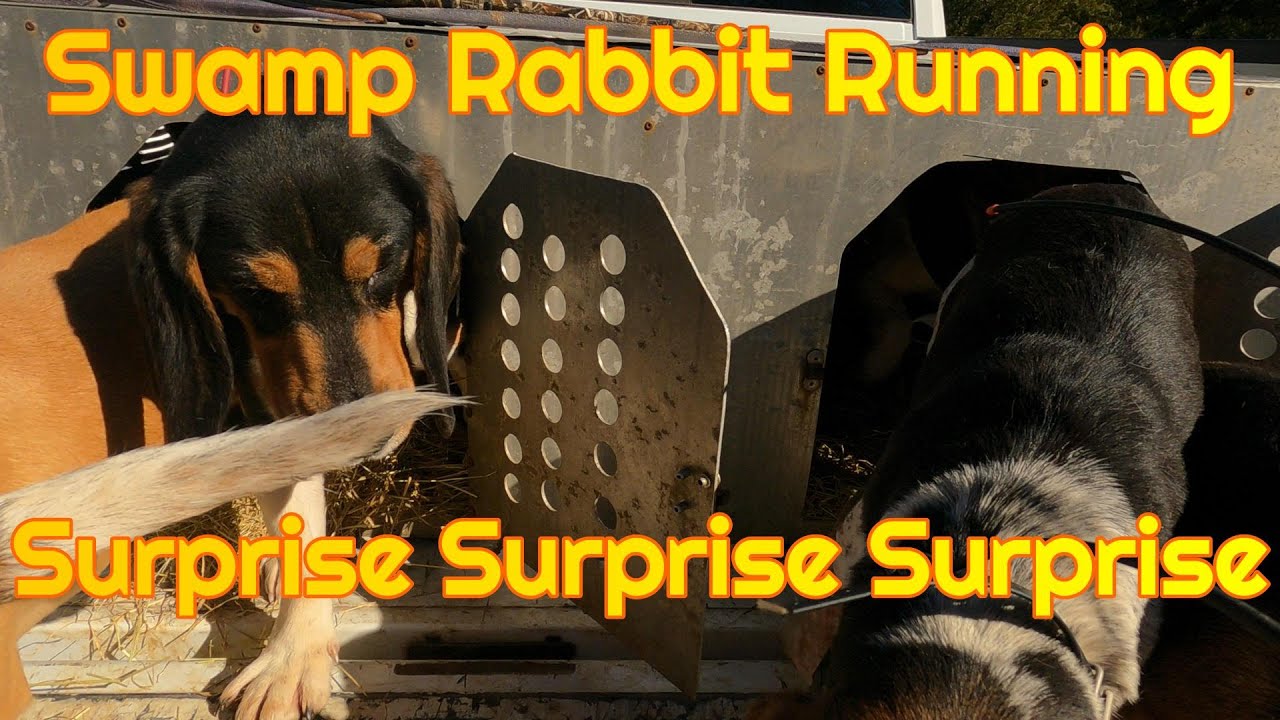 Swamp Rabbit Running January 2023 Surprise, Surprise, Surprise - YouTube