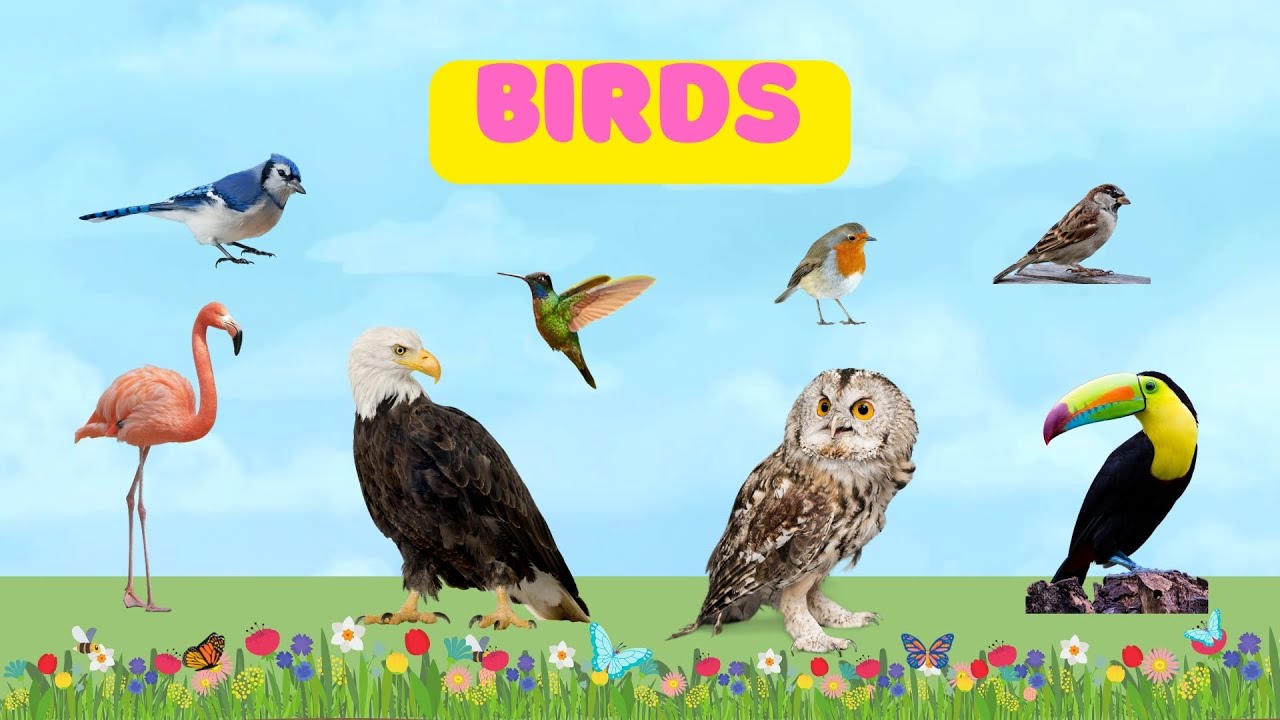 Learning About Birds for Kids! - YouTube