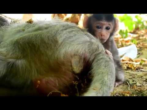What's Wrong With Ava Monkey? she gave birth Allie 7 days but her ...