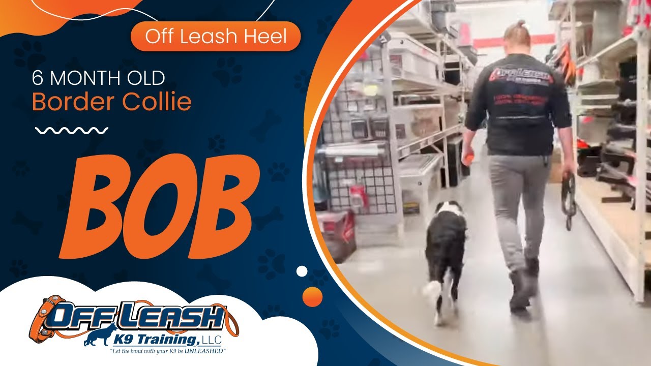 6 mo Border Collie Bob ~ Best Border Collie Trainers ~ Off Leash K9 ...