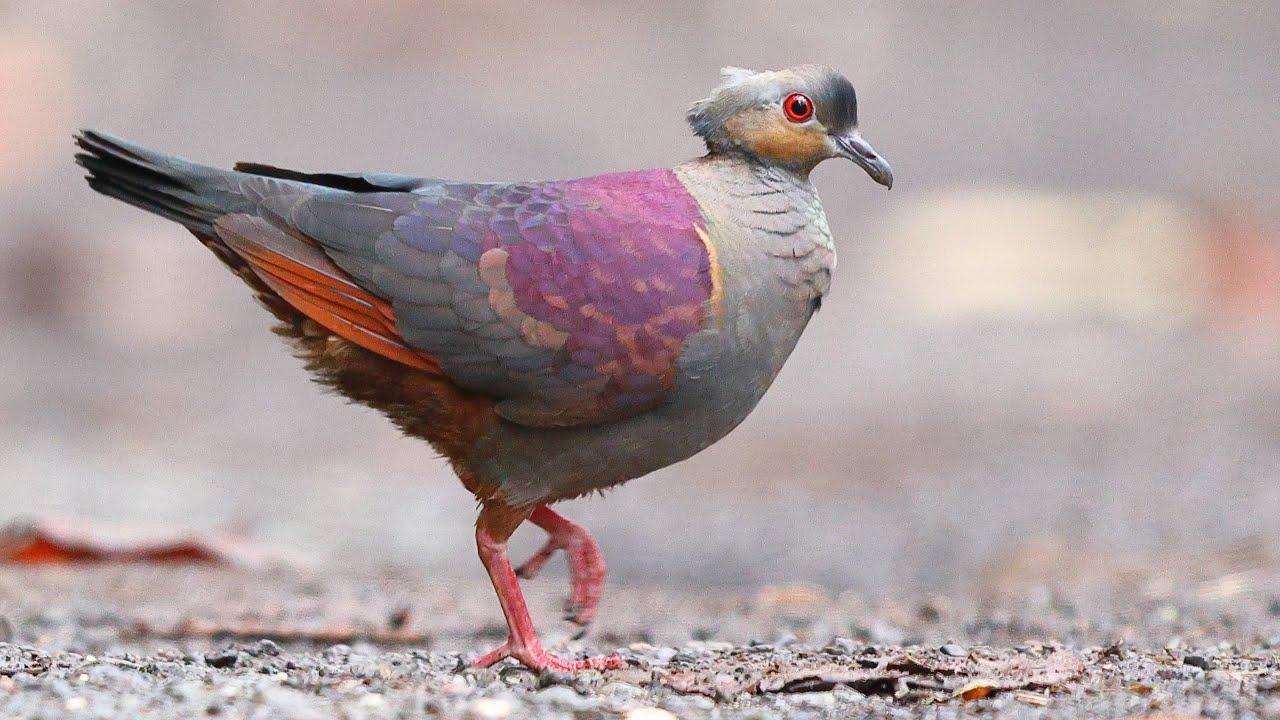 Crested Quail-Dove in Jamaica (slow motion) - YouTube
