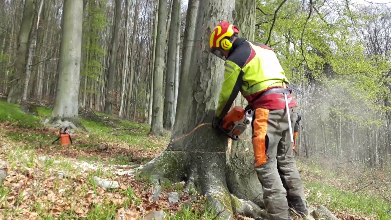 13m³ Big tree felling🌳 large beech vs. Ms 462 - YouTube