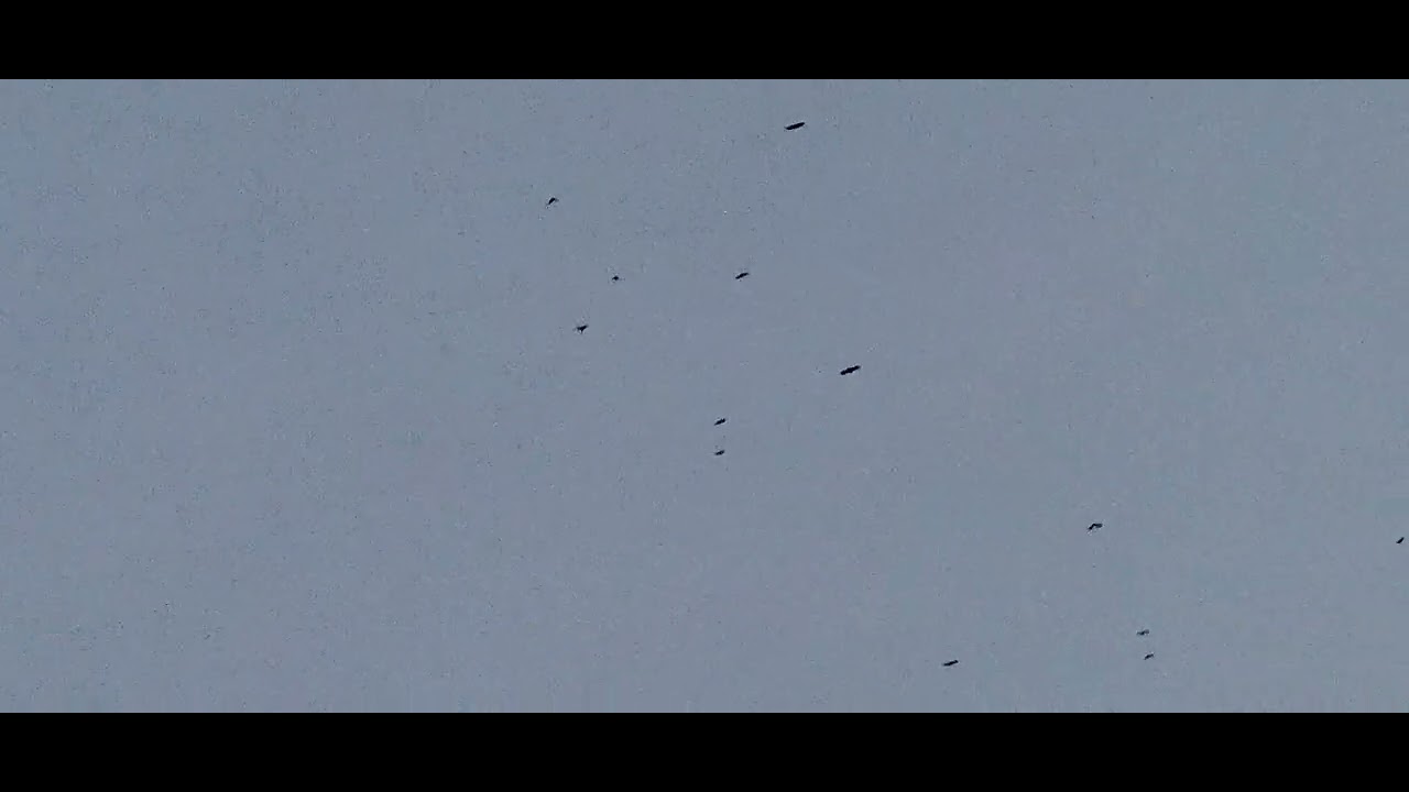 Blood moon #india #bats bats in no of thousands flying to blood moon ...