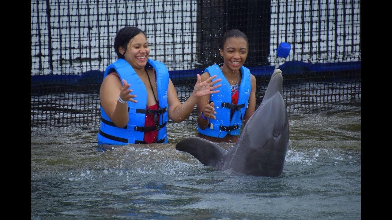NADANDO CON DELFINES (DELPHINUS) - YouTube