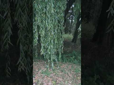Saule pleureur (Salix babylonica)