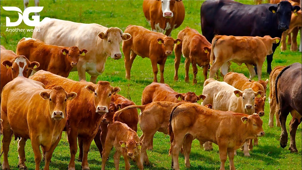 Thrilling Journey into the World of Cows: Unveiling Mysterious Life and ...