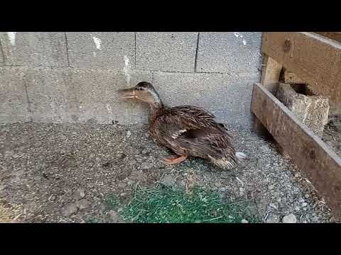 Yaban Ördekleri Yavruları 🦆 (part-3) #duck #ördek #hayvan