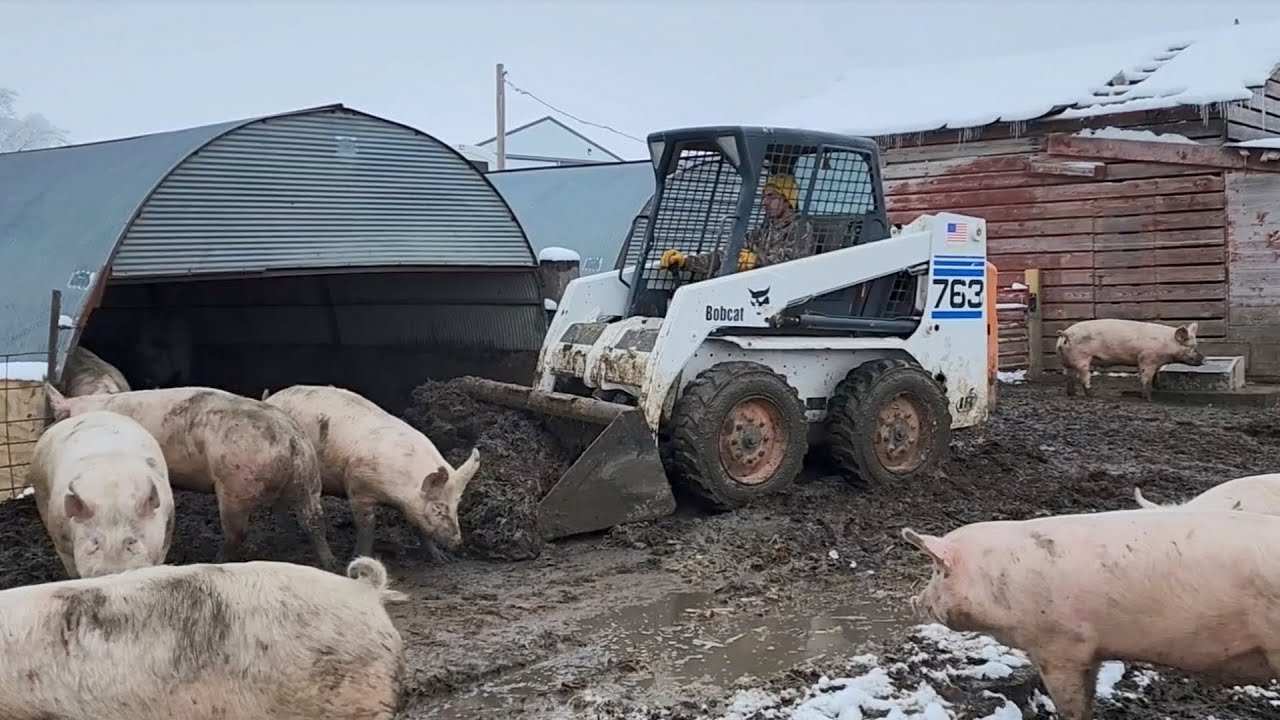 Piling Hog Manure In The Snow - YouTube