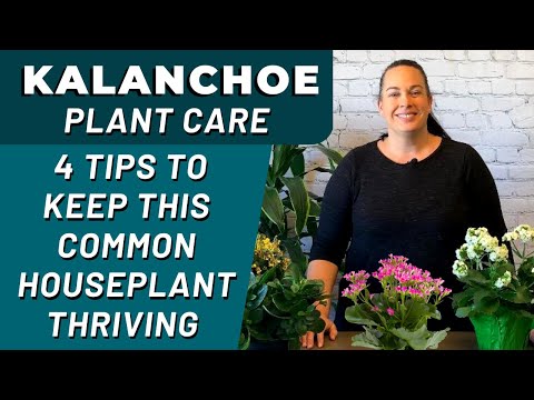 How To Take Care Of A Kolache Plant