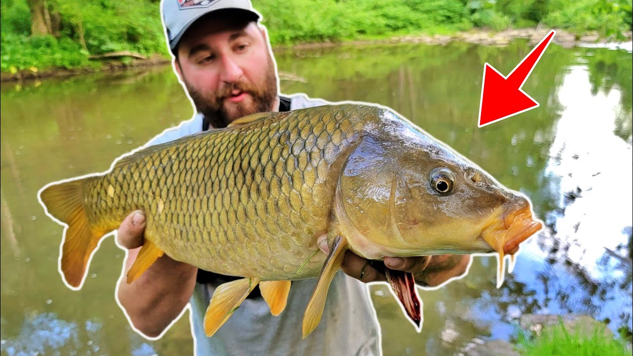 Carp Fishing in Small Rivers! (How to catch carp in rivers) - YouTube