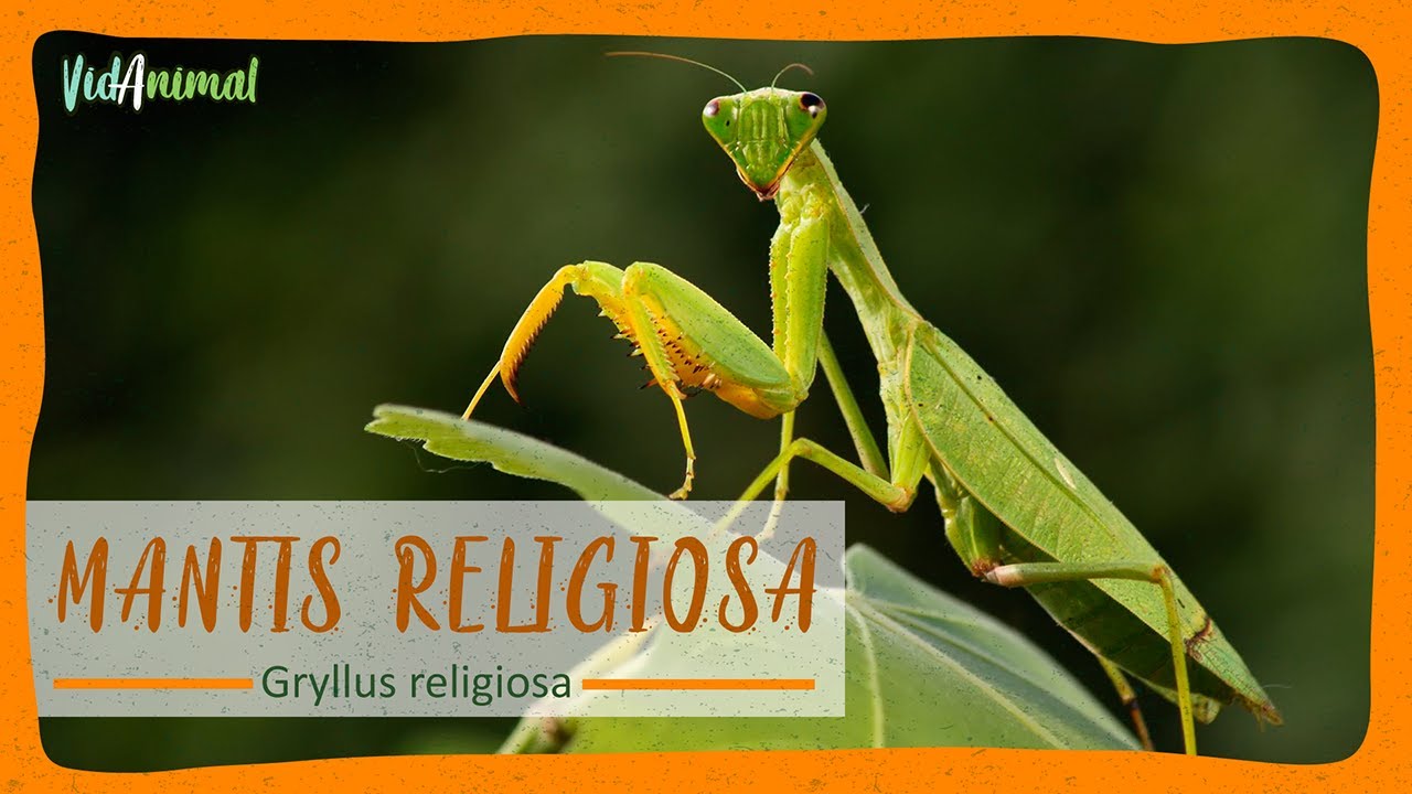 TODO SOBRE la MANTIS RELIGIOSA - YouTube