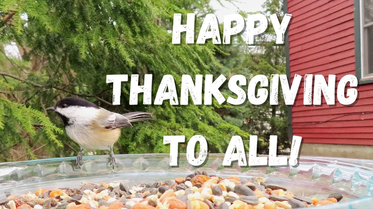 Happy Thanksgiving to All from the Bird Cam! 🦃 - YouTube