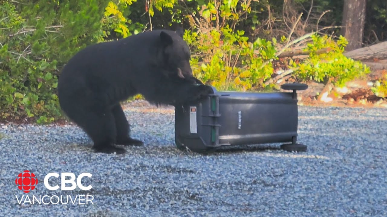How ‘smart bears’ beat Vancouver Island’s waste management system - YouTube