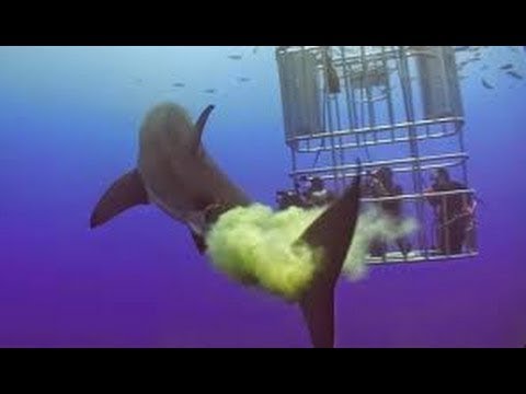 Tiburón Defeca Sobre unos Buceadores - YouTube