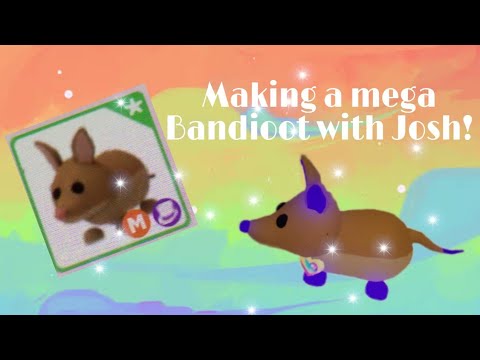 Making a mega Bandicoot with Josh! | MeriMeow Adopt Me - YouTube
