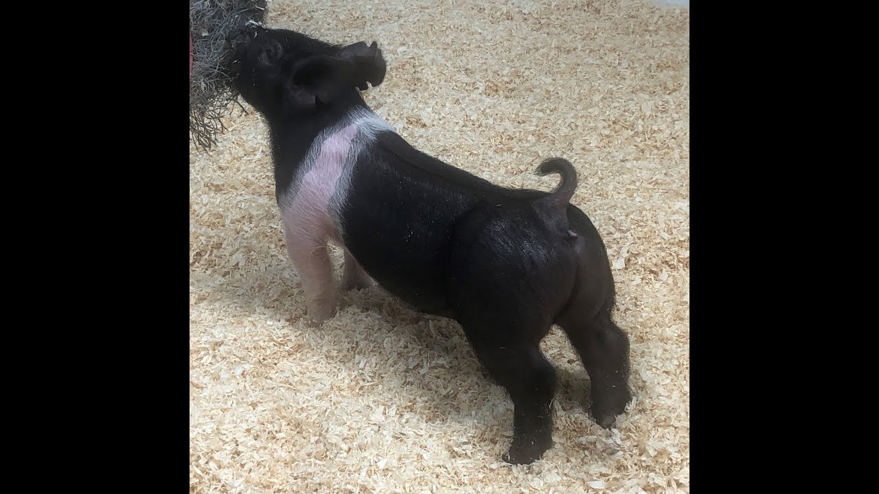 20-1 Cross Gilt - YouTube