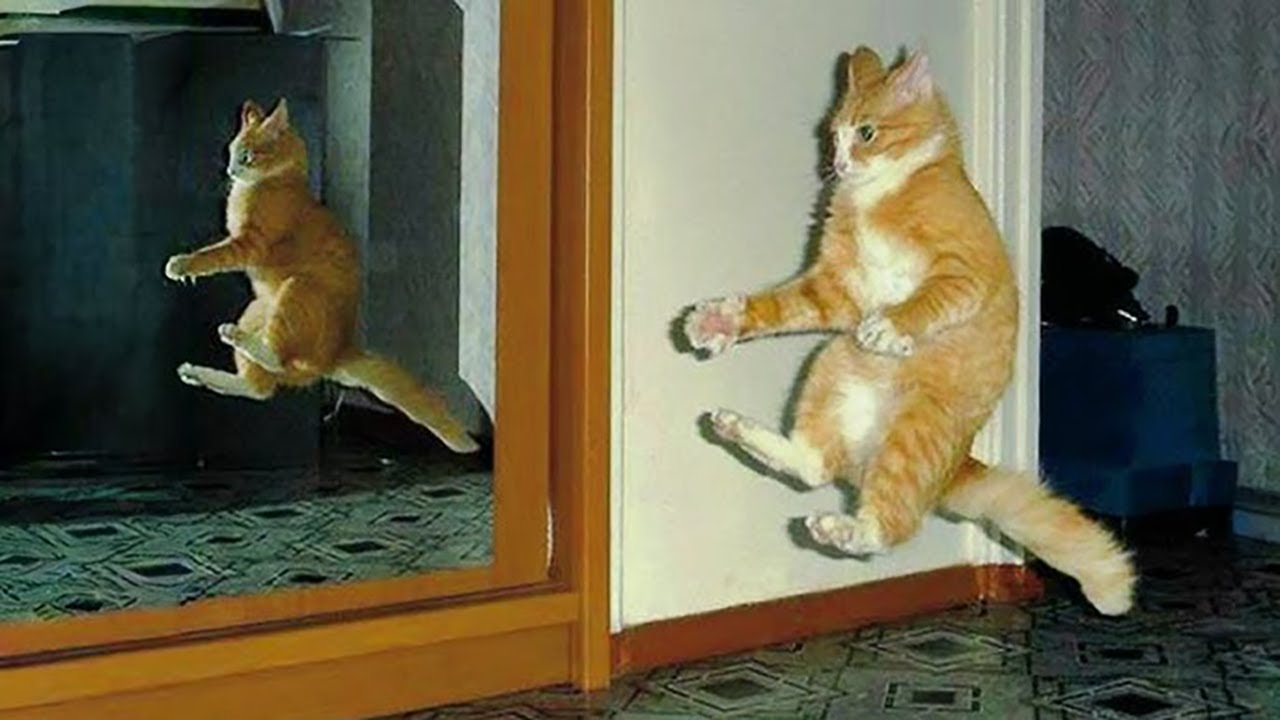 Funny Animal Moments Will Make You Laugh #33 - YouTube