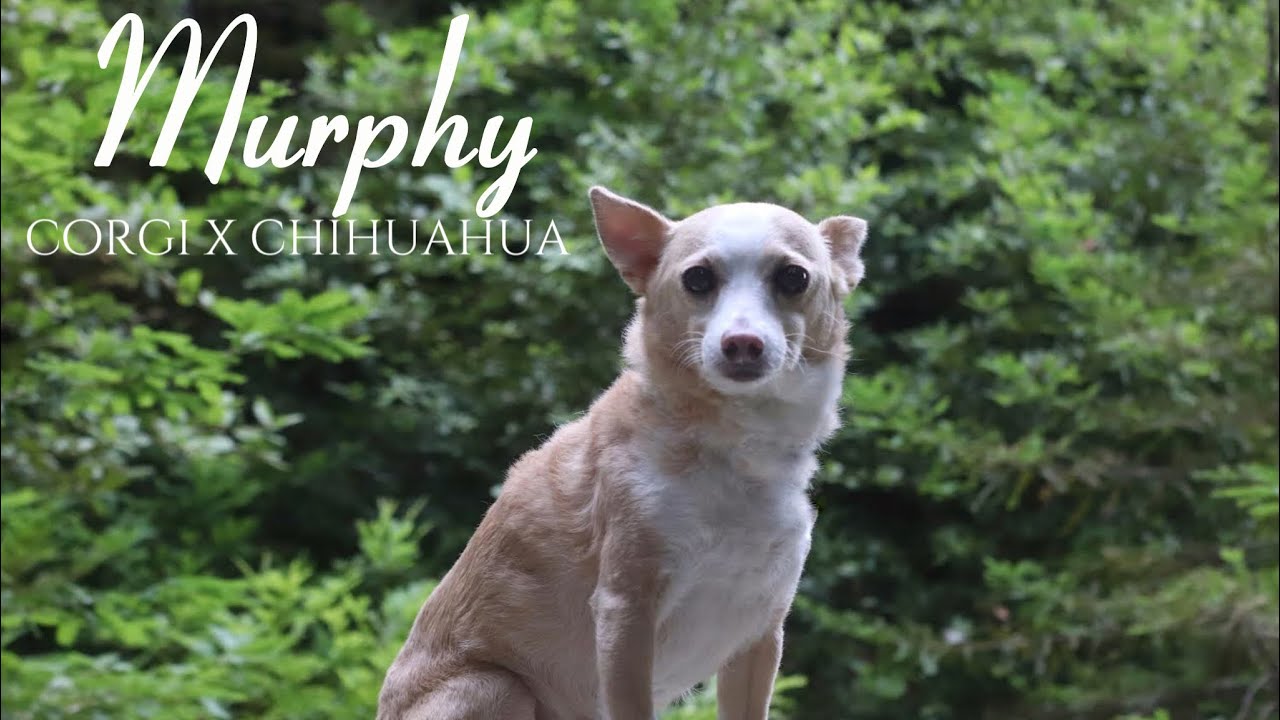 Murphy | Corgi x Chihuahua | July 2024 - YouTube