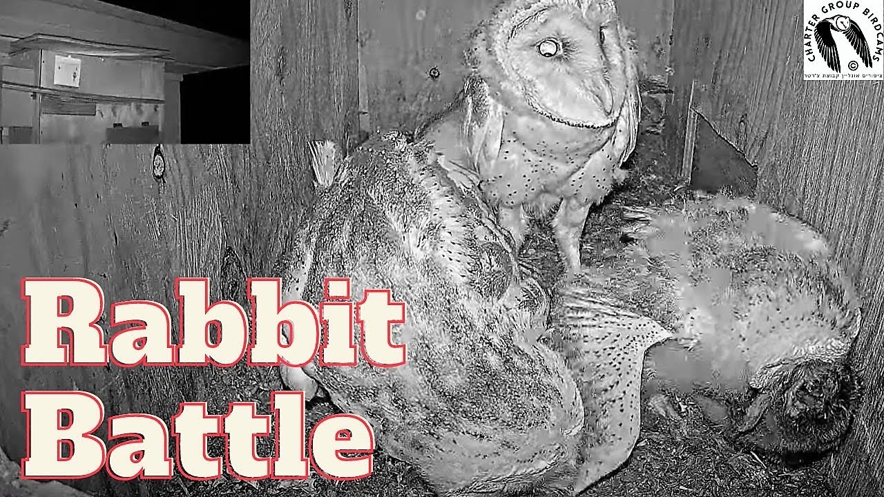Barn Owl nestling tug-a-war over rabbit - YouTube