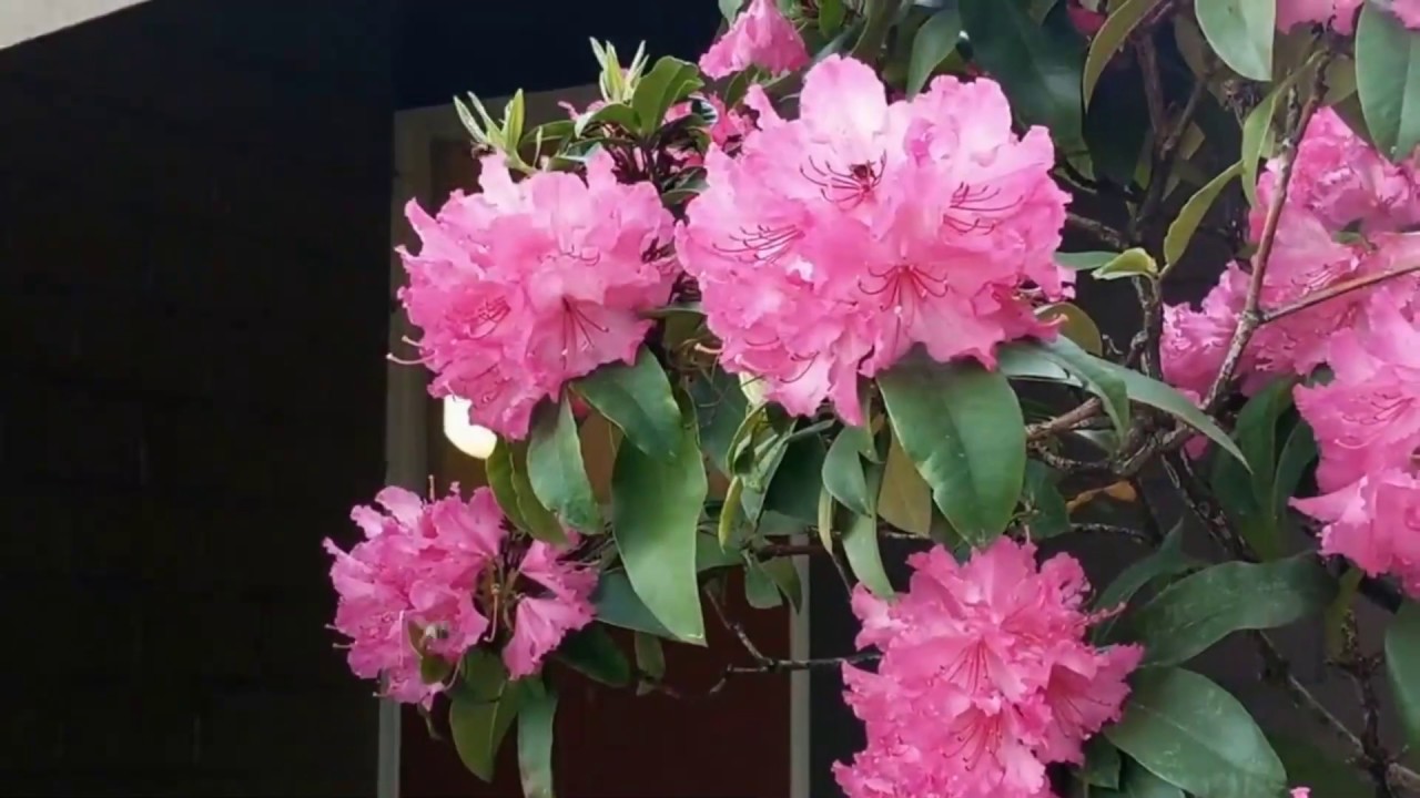 2019 Spring Flowers - YouTube