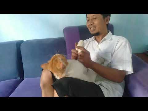 menina bobokkan si preman kampung//queen nara paws