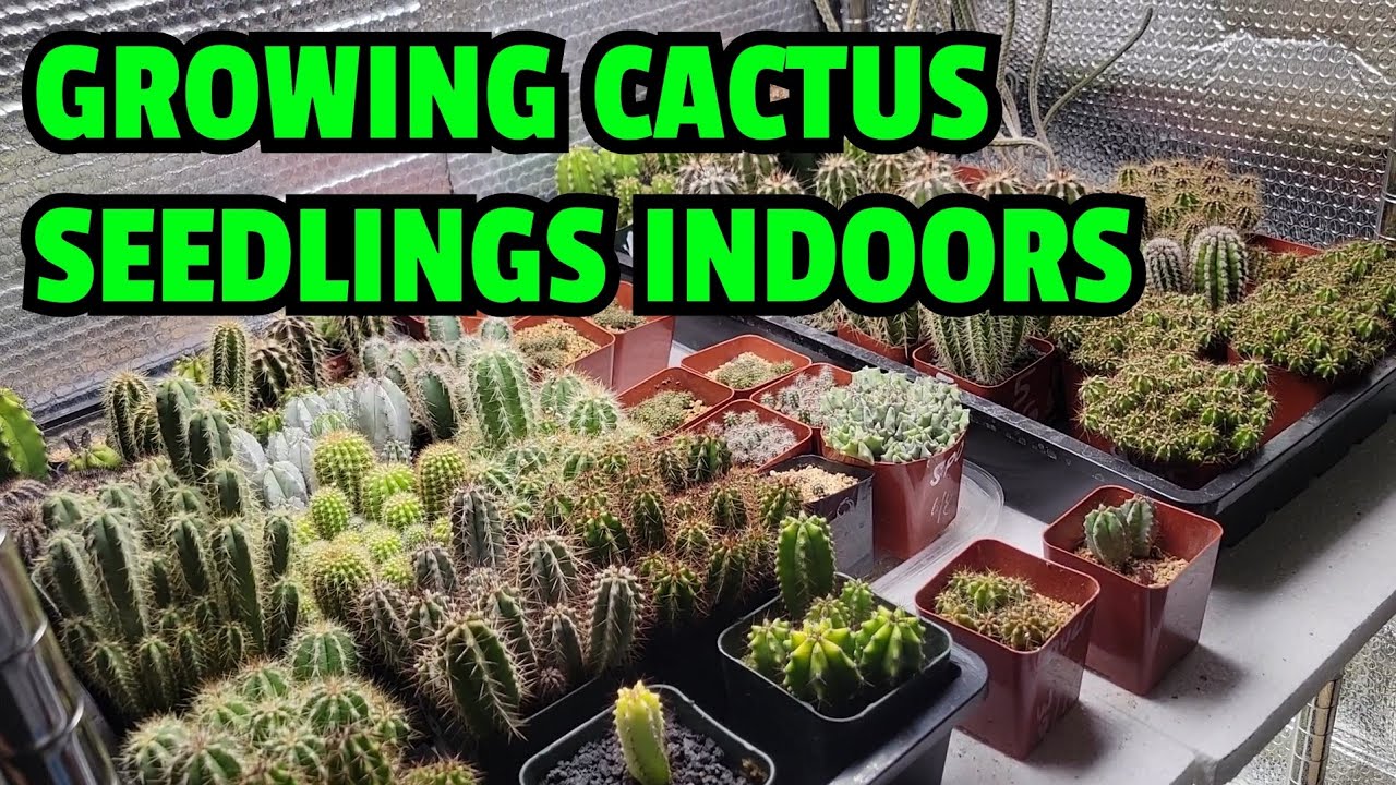 Growing cactus seedlings indoors - YouTube