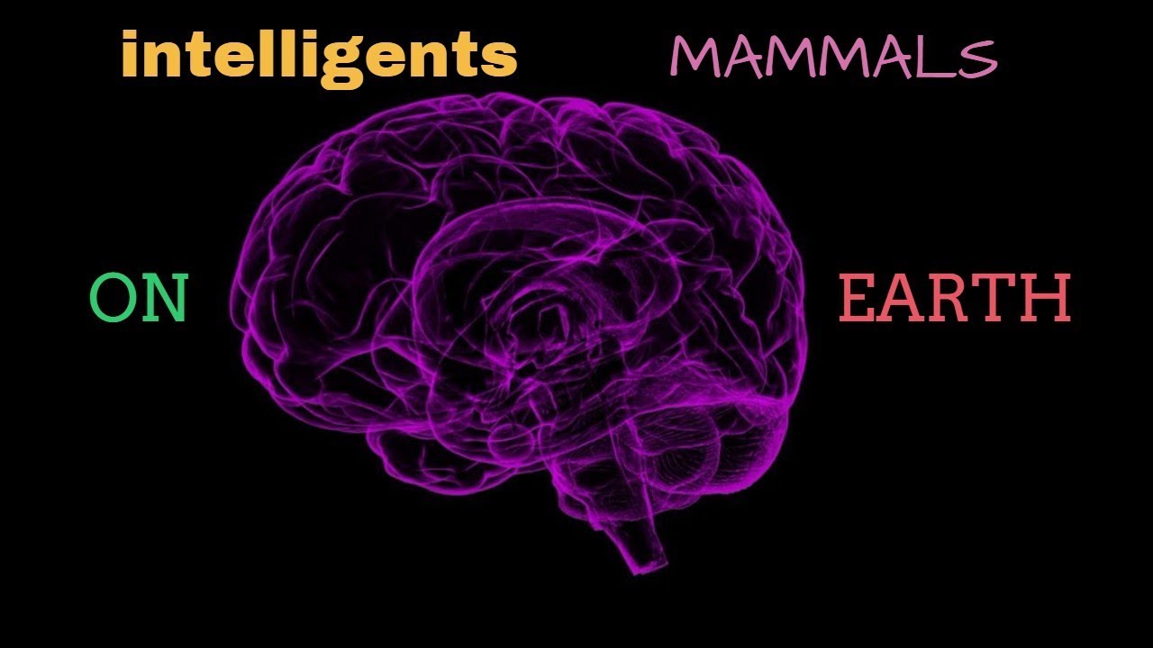 Top 10 most Intelligent mammals on Earth .. - YouTube