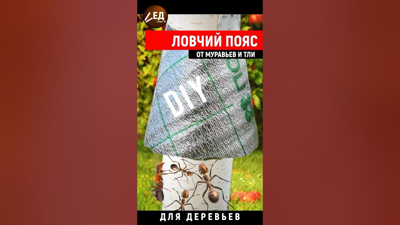 ловчий пояс от муравьев и тли - YouTube