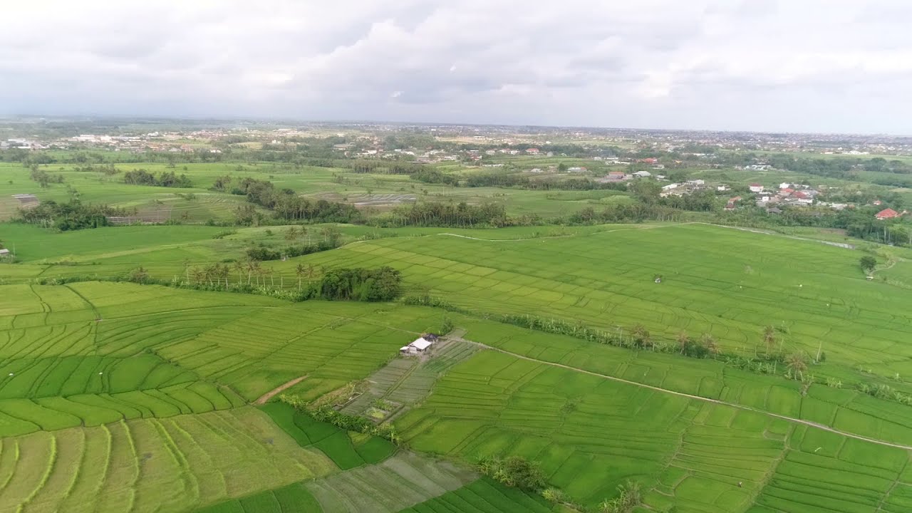 Drone Sawah /RIcefield - Canggu Badung Bali - YouTube
