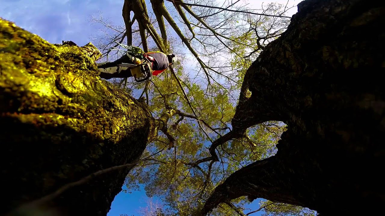 The Joseph Tree Service difference - YouTube