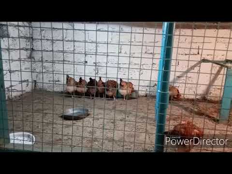 Toyuq xestelikleri mualice ve profilaktikasi