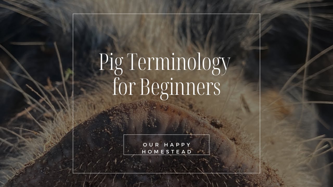 Pig Terminology for Beginners - YouTube
