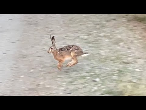 Εκπαιδευτικό Κυνηγι λαγού KarxasTeam Ιούλιος 2024 hare hunting - YouTube