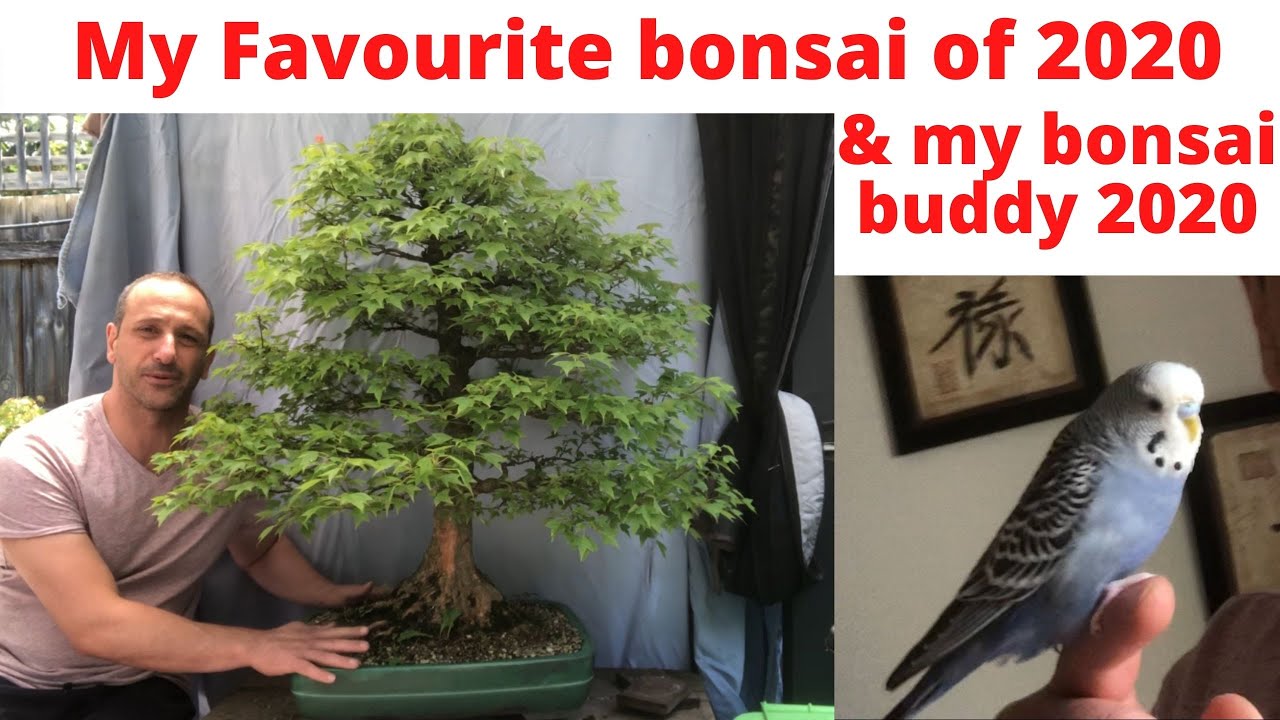 Bonsai tree favourites of 2020 & my bonsai buddy pet budgie trained ...