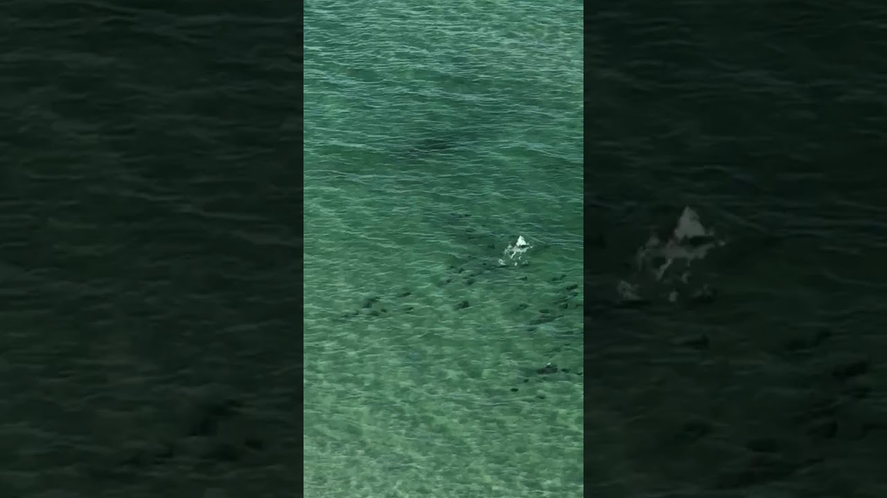 Flying Rays at PCBMillionDollarView.com - YouTube