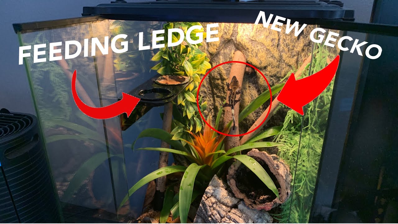 NEW CRESTED GECKO + NEW FEEDING LEDGE! - YouTube