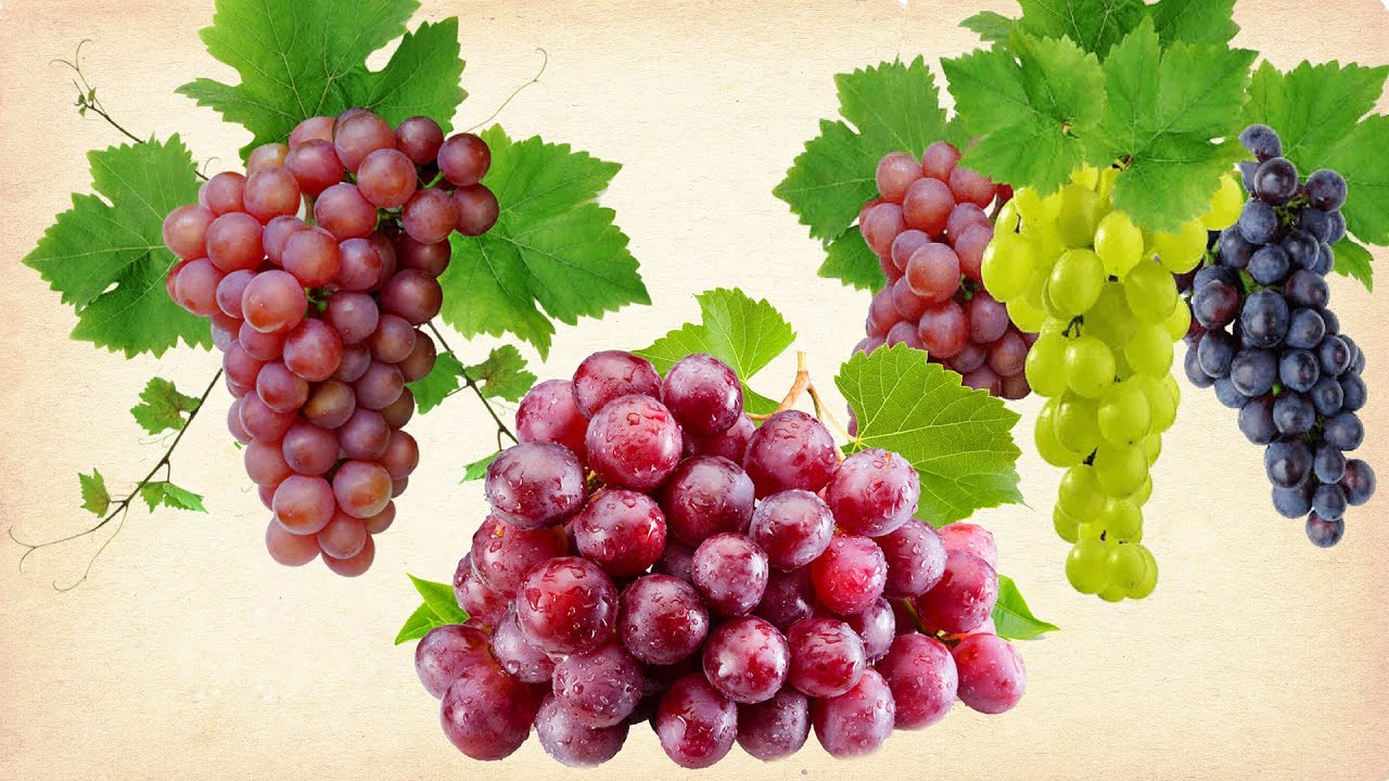 DISFRUTA DE UVAS FRESCAS durante LARGO TIEMPO. - YouTube