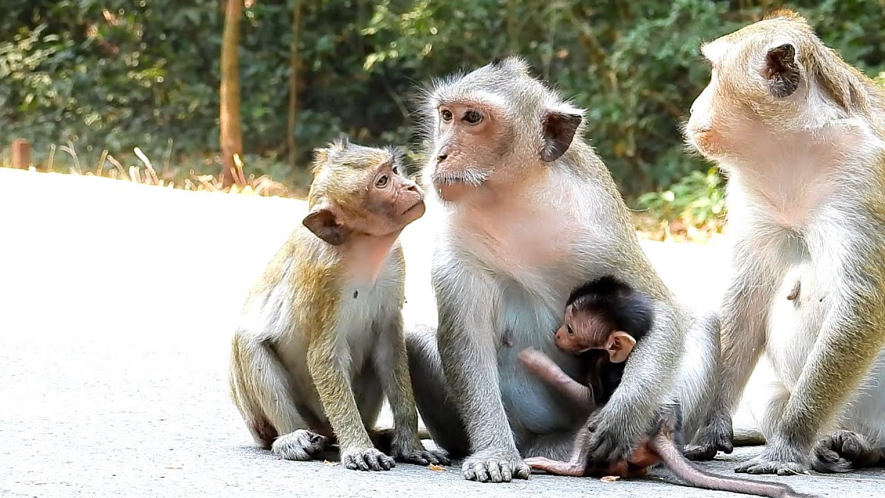 Beautiful love monkey family even baby grow up but still stay with mum ...