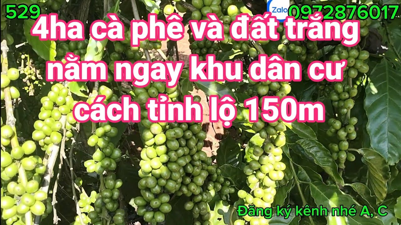 4ha có 1800 cây cà phê, còn lại đất trắng, hồ tưới, điện 3f, nằm nga ...