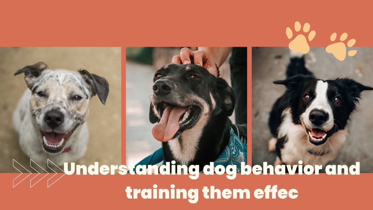 Understanding dog behavior and training them effec - YouTube