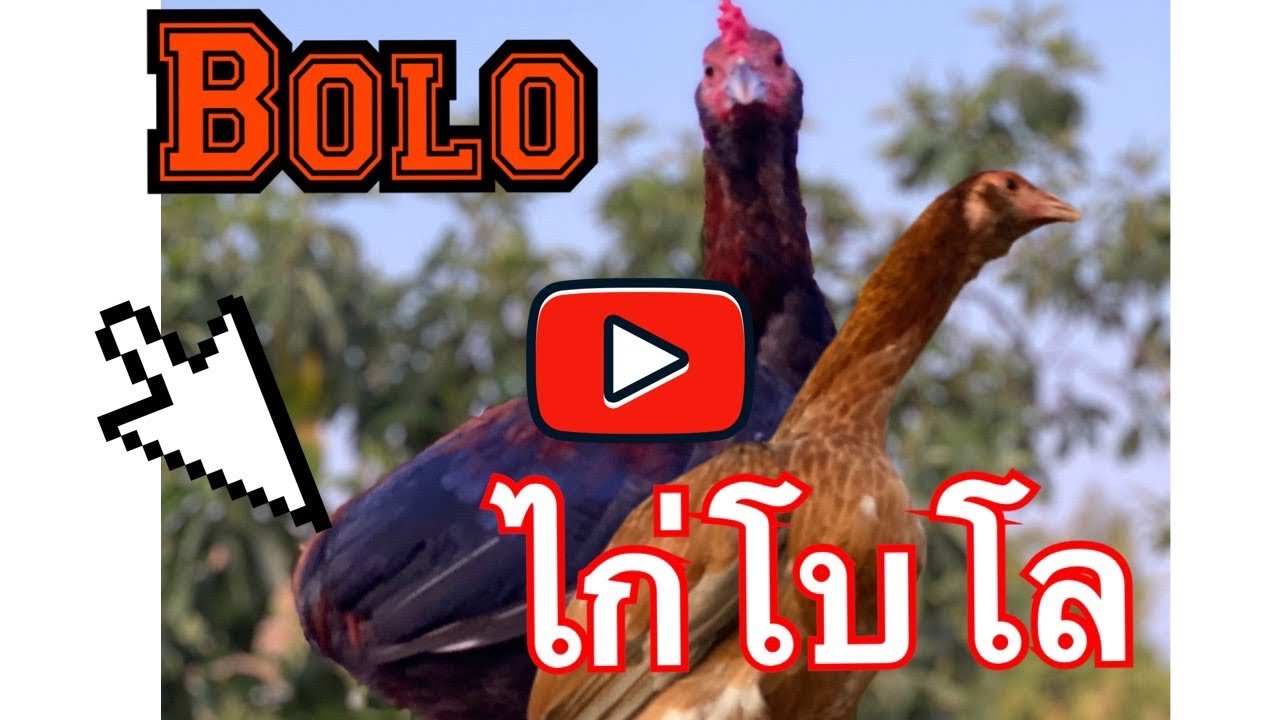 ไก่โบโล Bolo Gamefowl Pollo bolo - YouTube