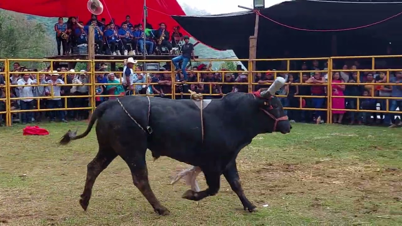 Toro el Oaxaco de Rancho Tierra Sagrada... Santa María Lachichina 2022 ...