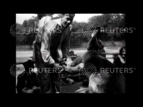 1929 A boxing Kangaroo