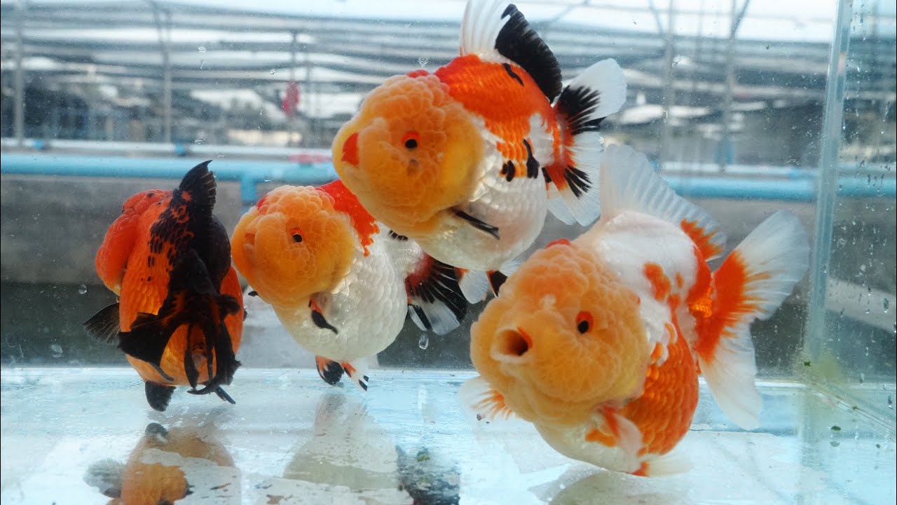 fat very fat cute lovely oranda #pjleeselect #oranda #socute #goldfish ...