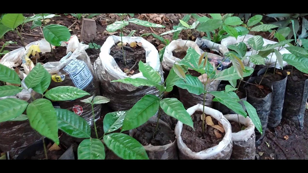 Mira y aprende facil y rapido como sembrar plantas de mamon chino ...