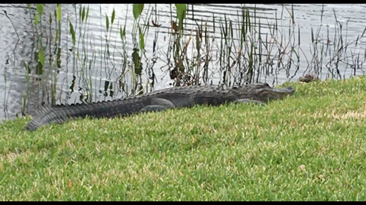 Strawberry farm and Alligator encounter | स्ट्रॉबेरी फार्म होलसेल स्टोर ...
