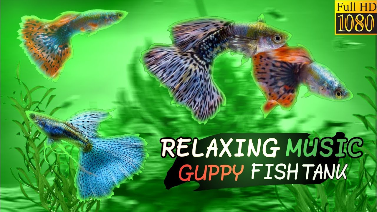 Relaxing Guppy Tank|Relaxing music|Ocean sound|Guppy fish Medetation 🐟🎐 ...